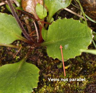 Leafveins are not parallel.