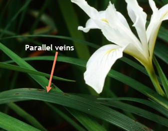 Douglas Iris – photo courtesy William Follette